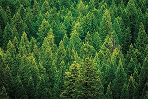 6 Types of Lumber Used in Pole Barn Construction